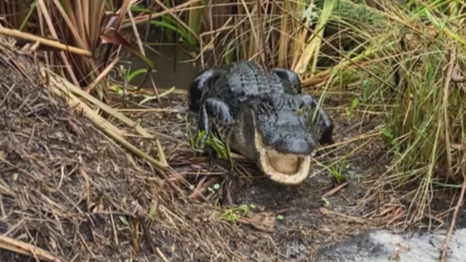 Florida authorities issue warning ahead of alligator mating season
