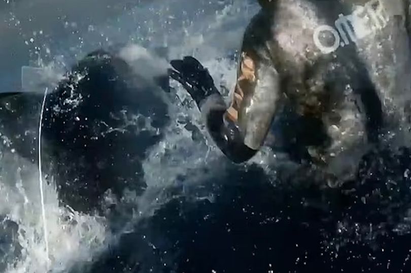 Terrifying moment great white smashes through shark cage with daring ...