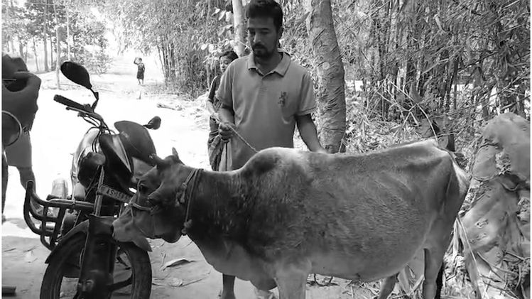 Assam: Man allegedly chops off cow’s ear over land dispute in Bajali