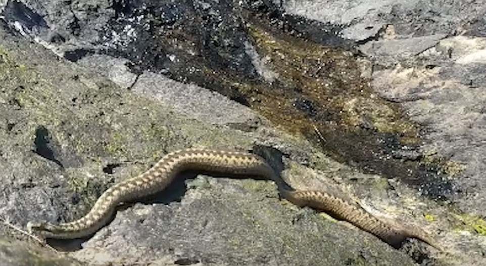 Terrifying venomous snake spotted in UK's most Instagrammable beaches