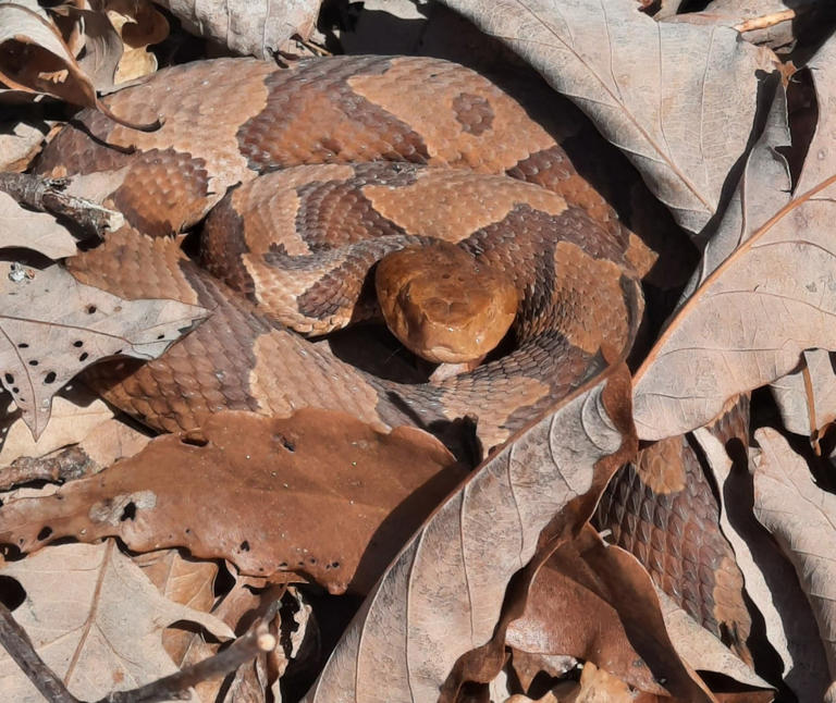 Massachusetts has 2 kinds of venomous snakes. Where they are most ...