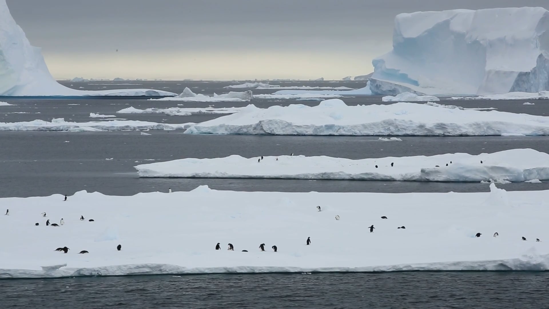 Antarktis Tabarin Peninsula: Frozen Beauty Captured by Drone