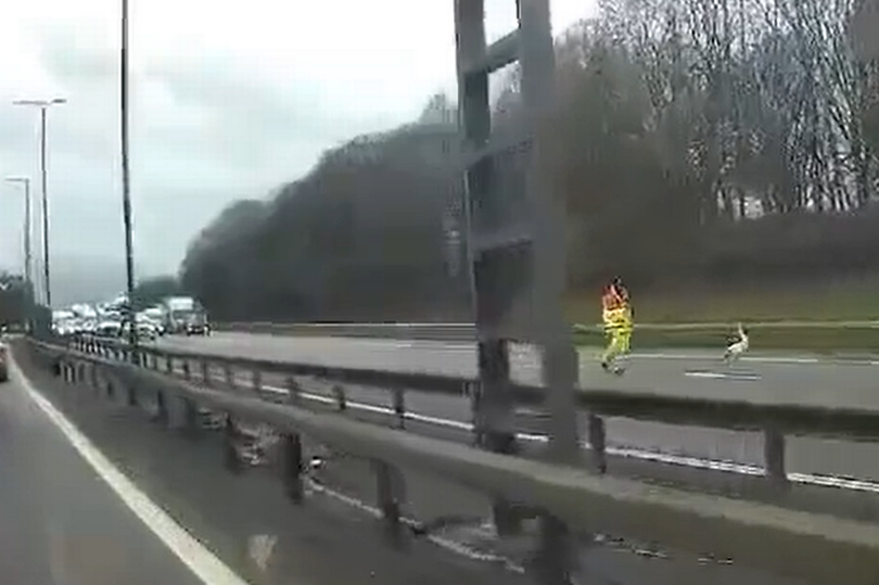 Why swans land on the M5 and M6 when skies turn grey