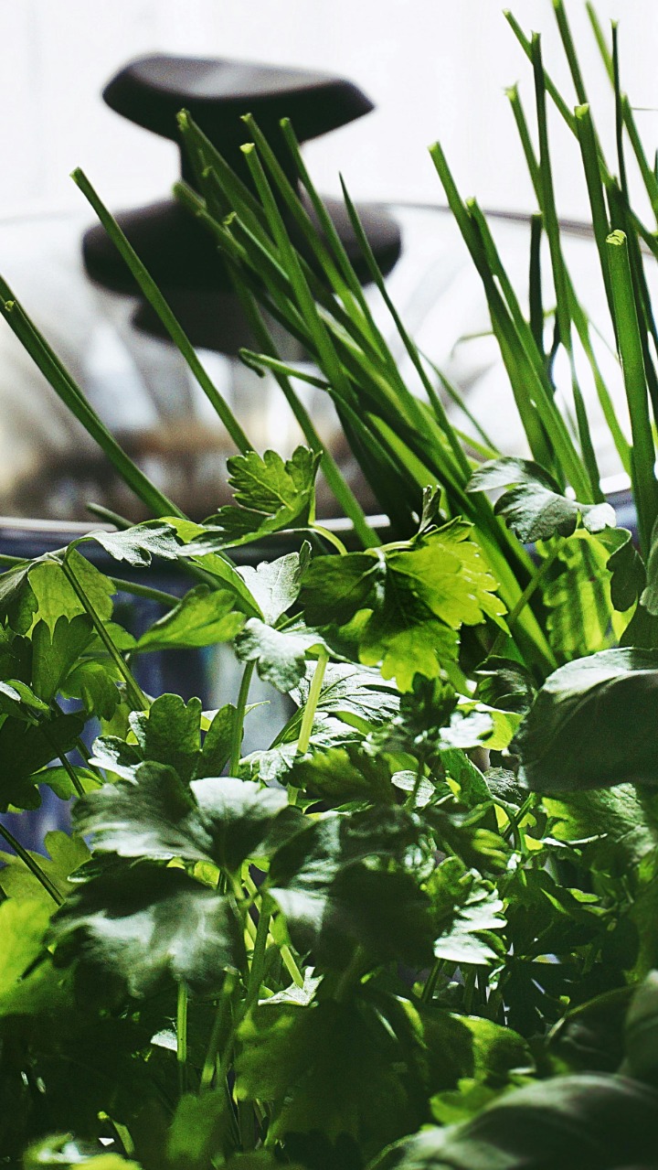 9 easy-to-grow spices in your kitchen garden during spring season