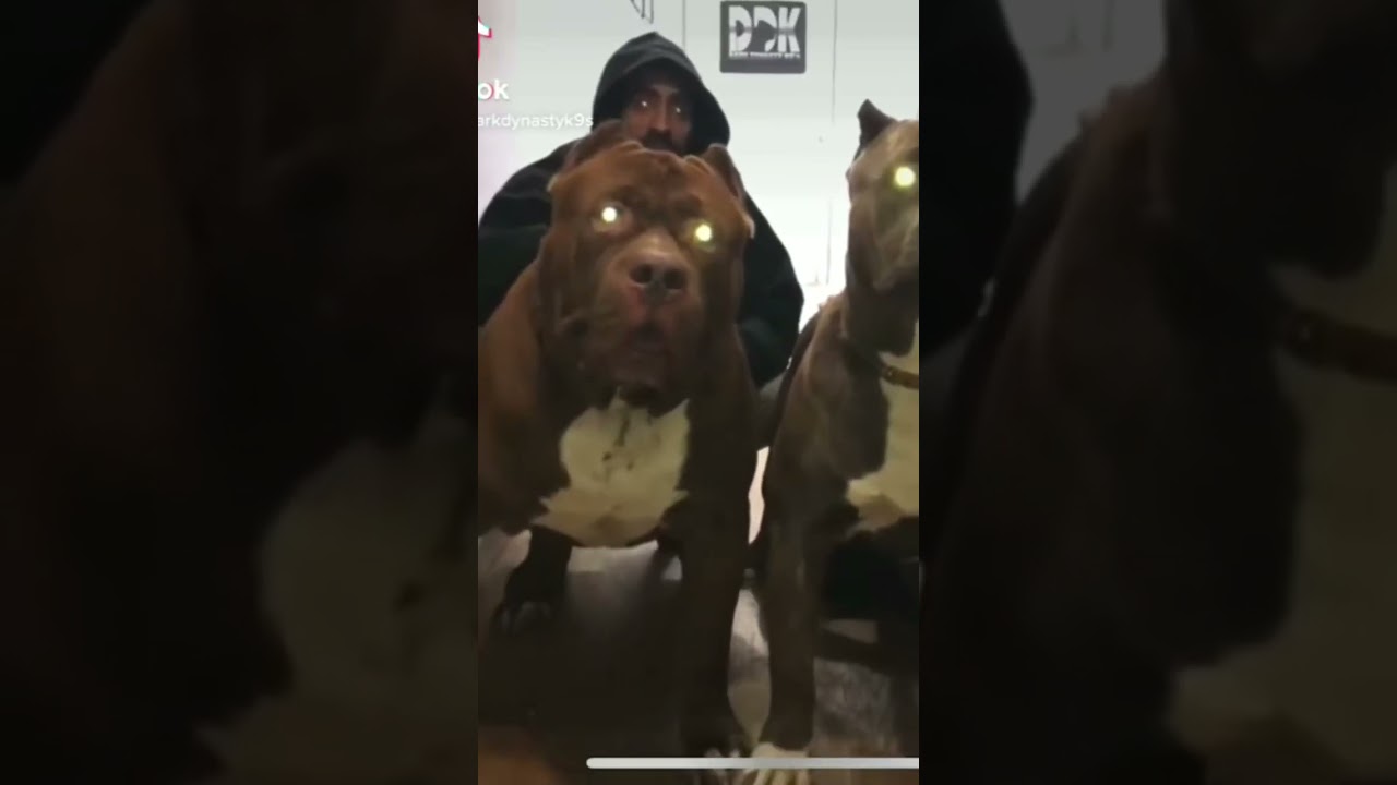 Giant pit bull Kong towers over others like a prehistoric beast