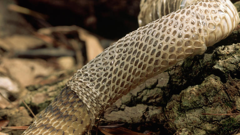 Why do snakes shed their skin?