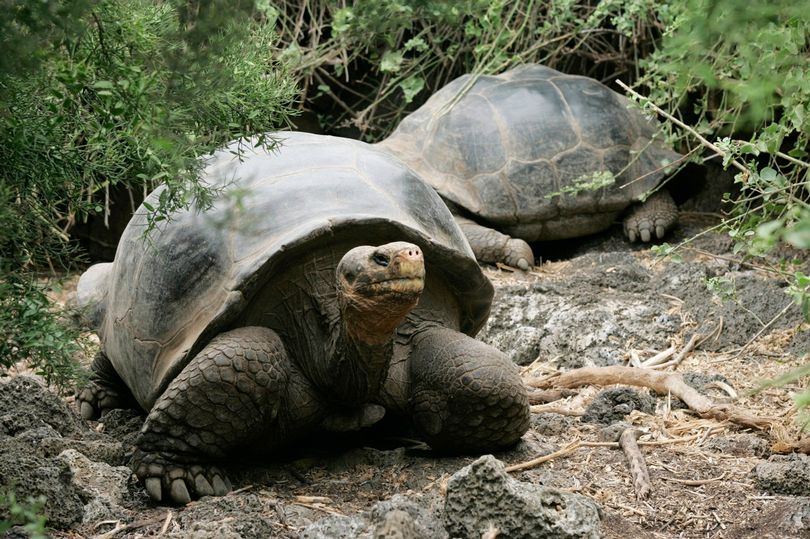 Endangered tortoise does the 'impossible' becoming a first time mum at ...