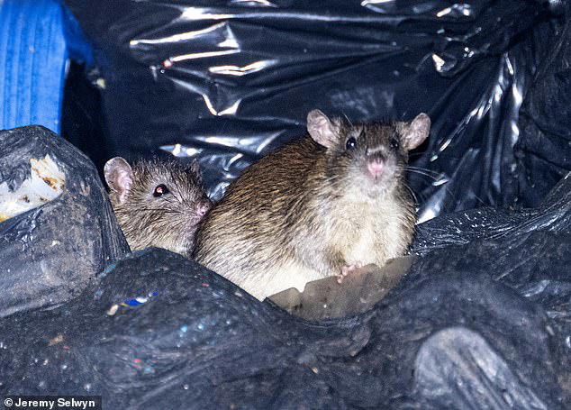 Parts of UK 'at risk from deadly virus' from surging rat infestations