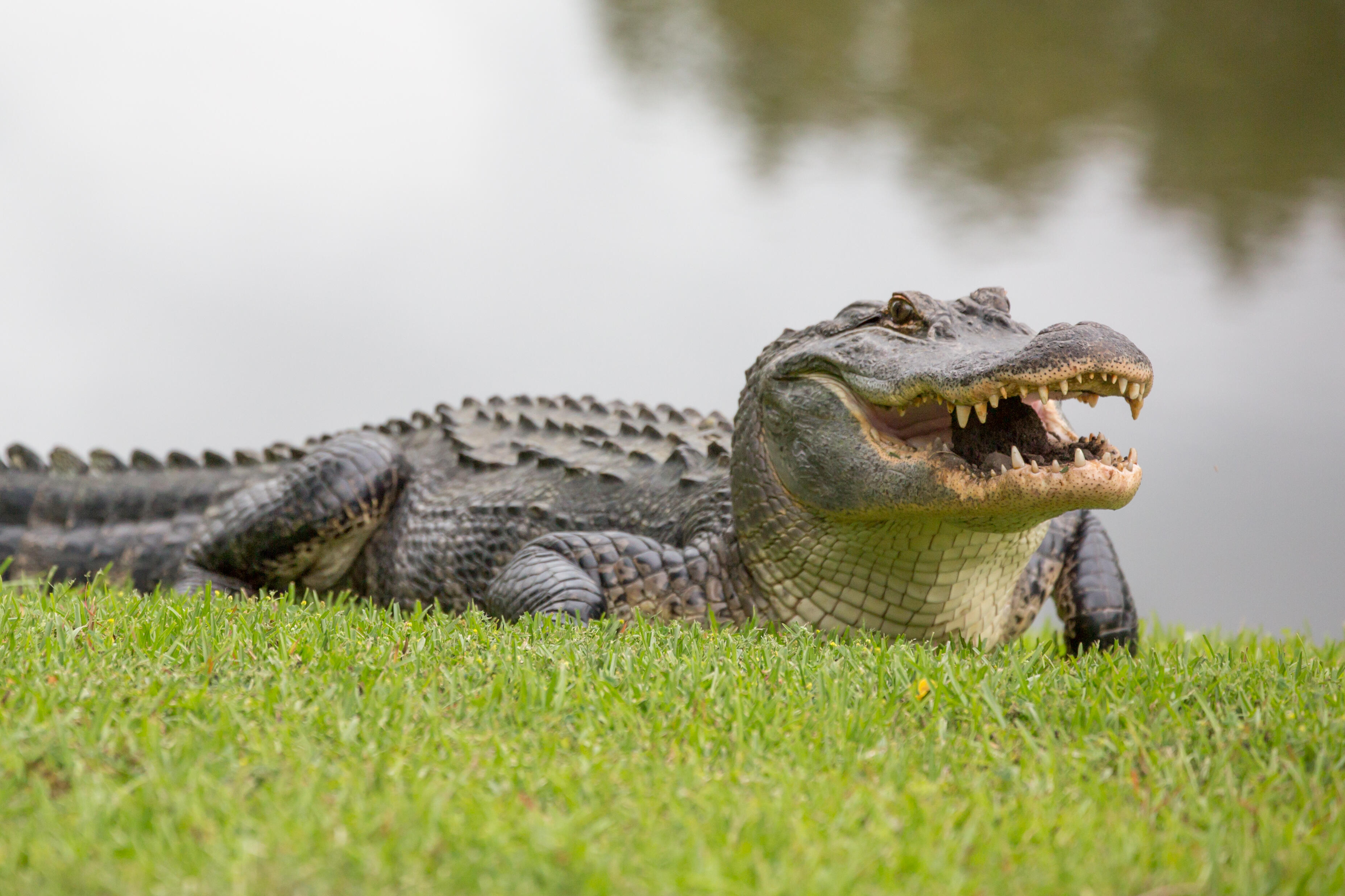 Alligator bites snorkeler in Rainbow River, officials respond