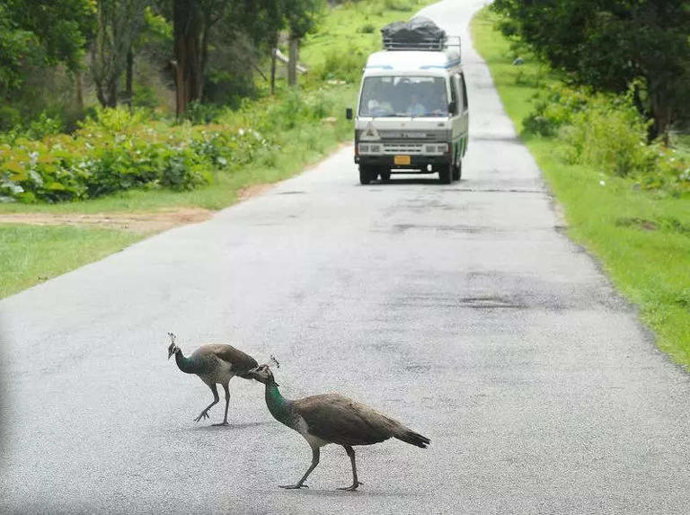 Don’t lift traffic ban, conserve Bandipur, BJP MP Siroya urges ...