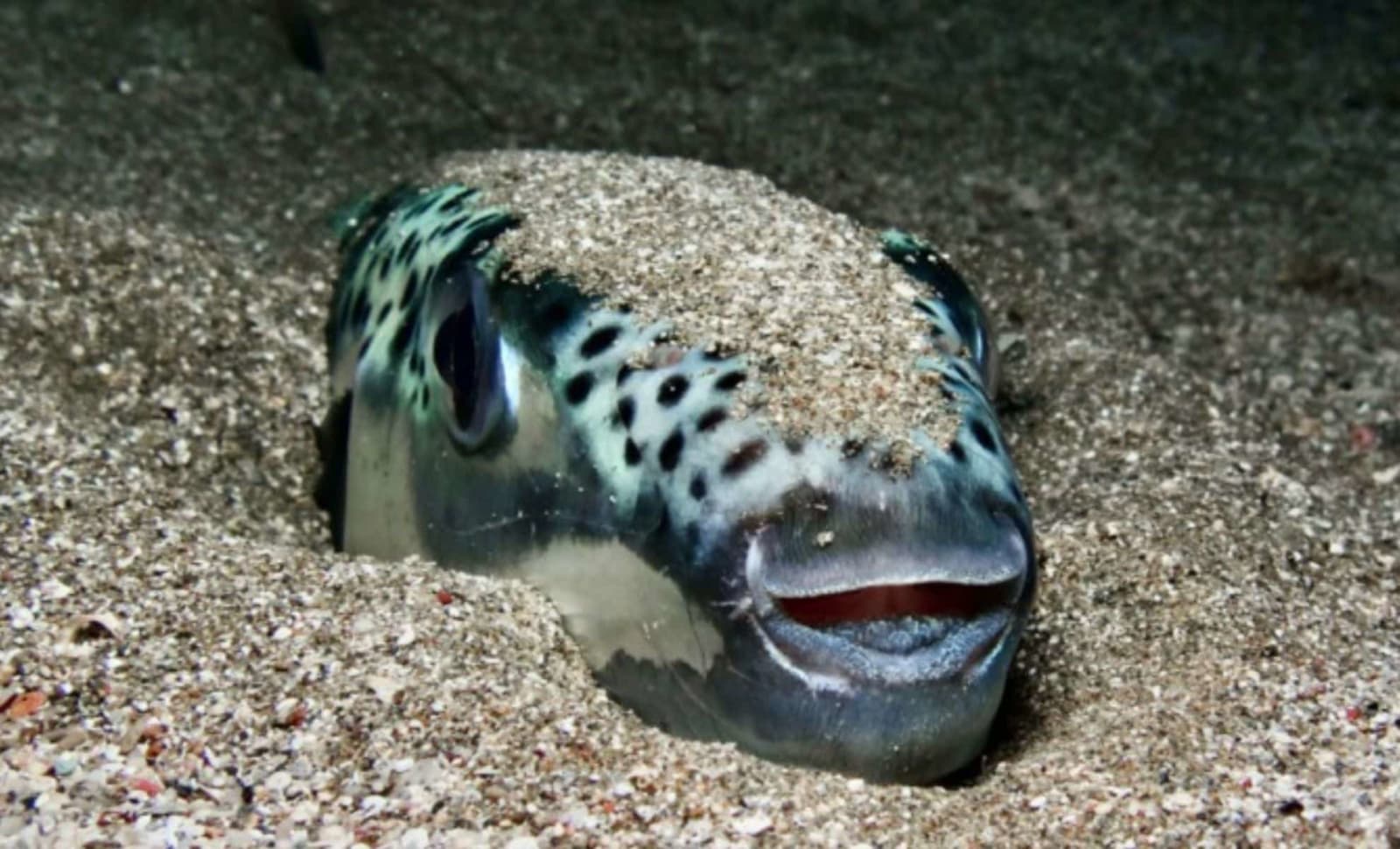 Major Concern Grows After This Invasive and Deadly Fish Species Is ...