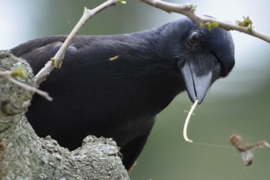 Are Crows Smarter Than Your Kid? The Answer Might Surprise You