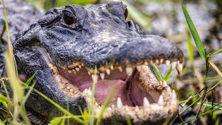 Quick-Thinking Florida Pup Dodges Hungry Alligator In Backyard