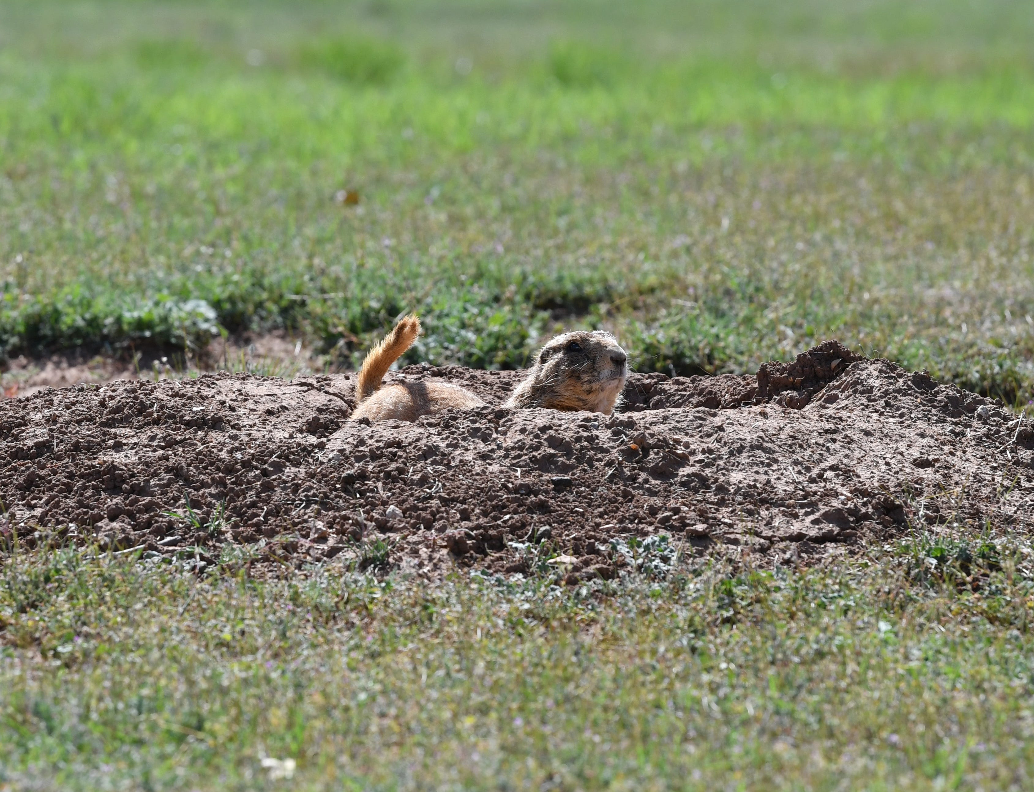 Prairie dogs are dying in northern AZ. Officials think it's the plague
