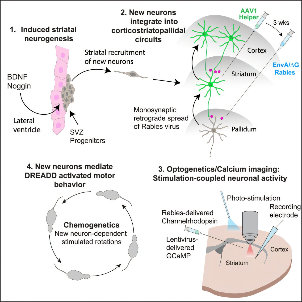 The brain's own repair mechanism: New neurons may reverse damage in ...