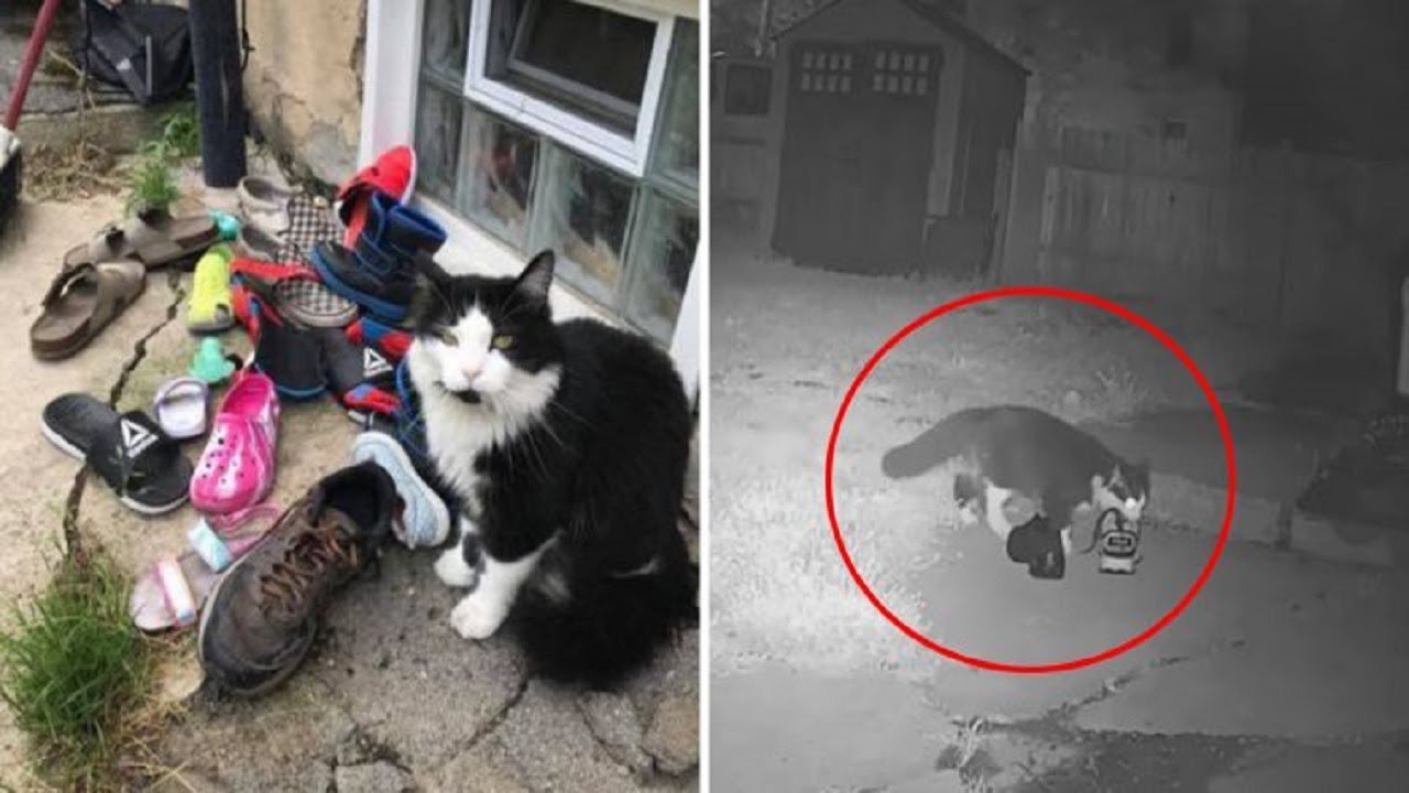This Cat Has Stolen So Many Neighbors’ Shoes That His Owner Created A ...