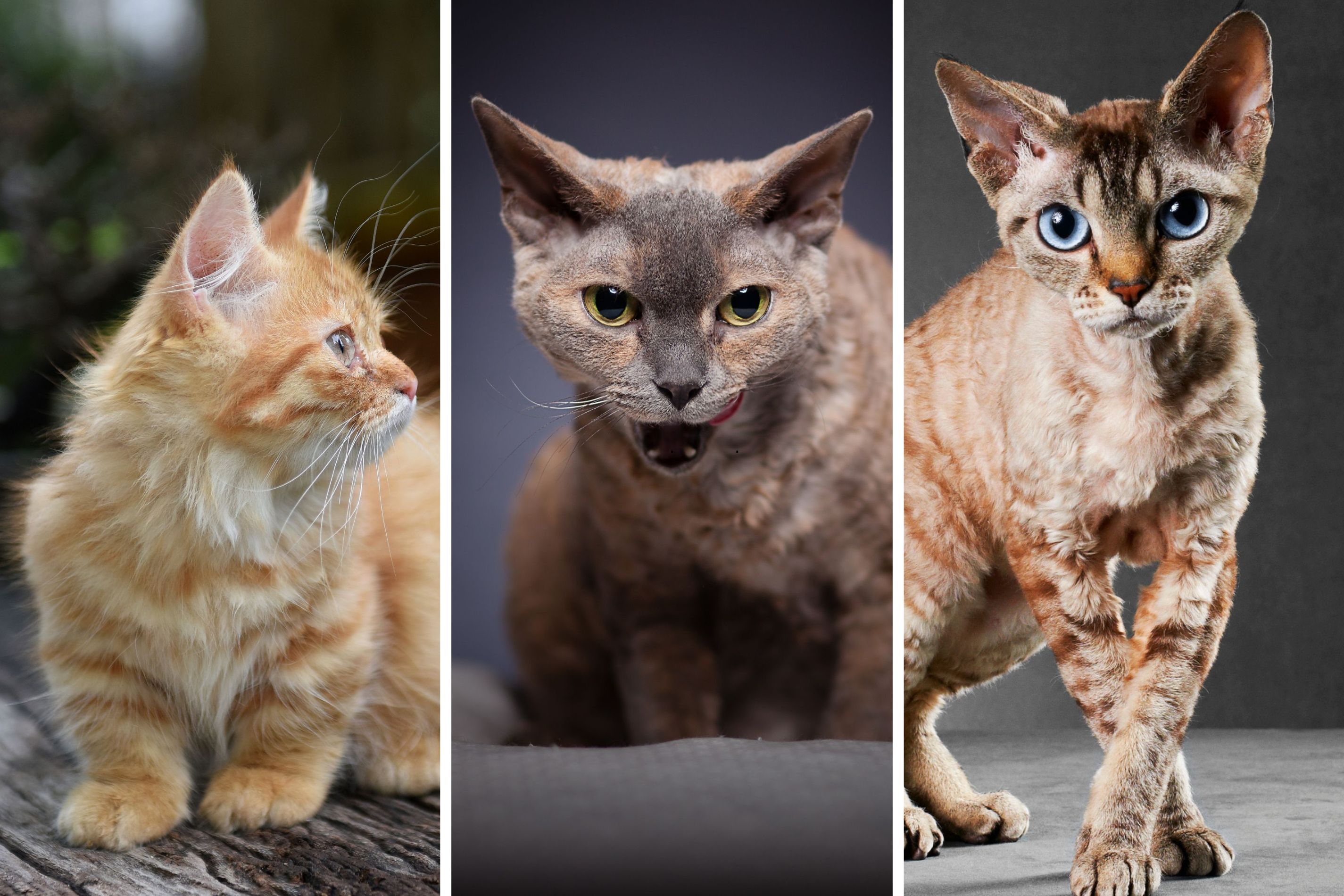 Smallest Cats 2025: Here are the 11 tiniest breeds of adorable cat in ...