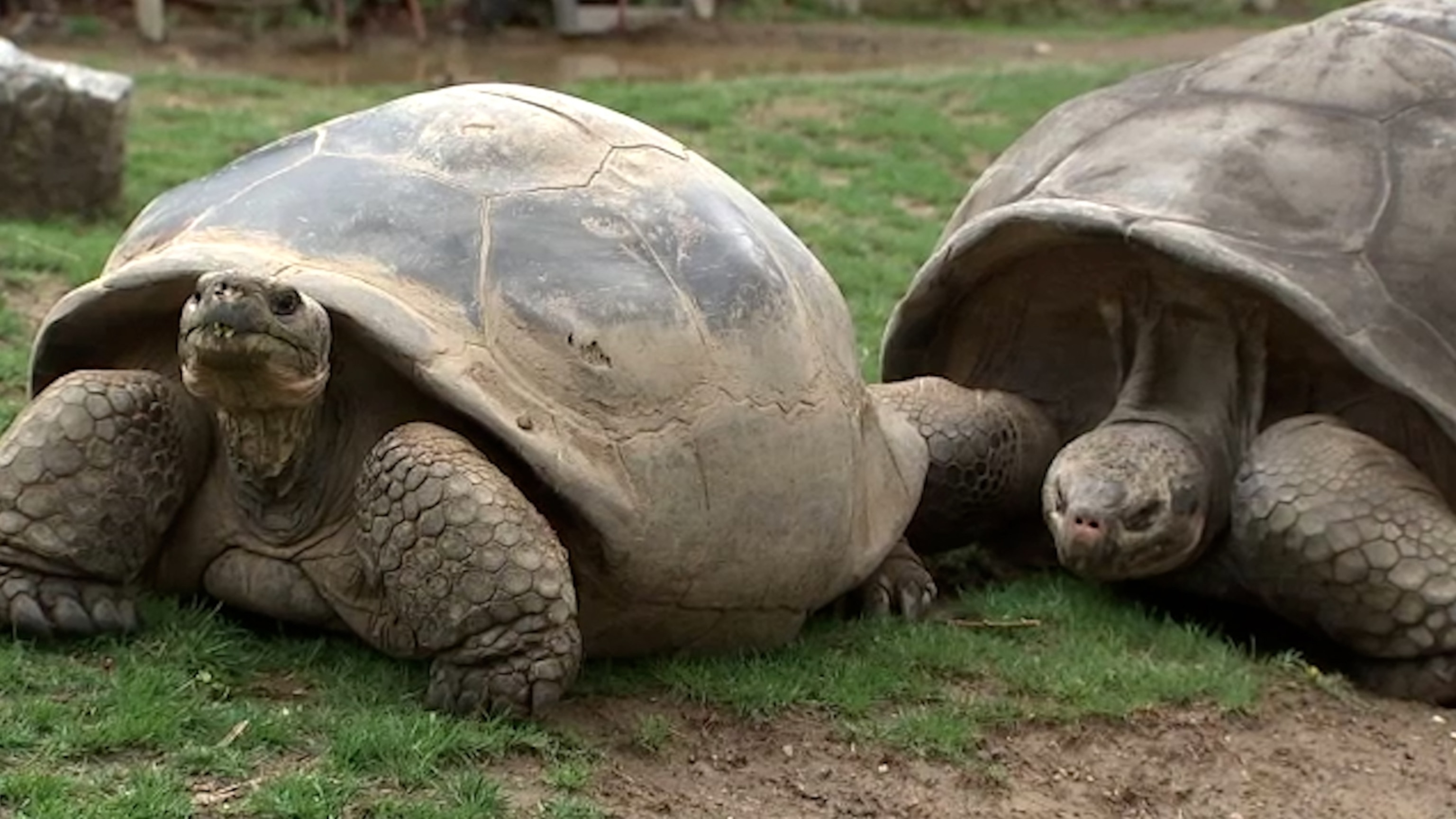 Nearly 100-year-old tortoises welcome 4 baby hatchlings at Philadelphia Zoo