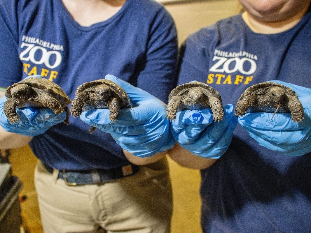 Galapagos Toroise Hatchings Mark First In Philadelphia Zoo History