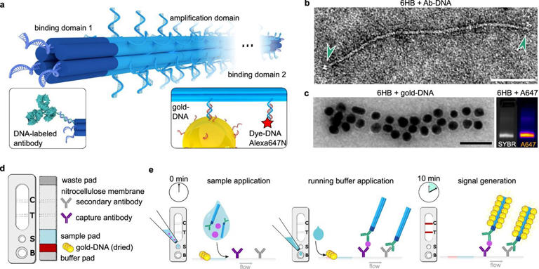 Improving rapid tests: DNA nanotechnology boosts sensitivity of test strips