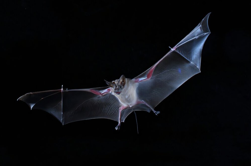 How one species of bat uses its tail to navigate backwards in caves