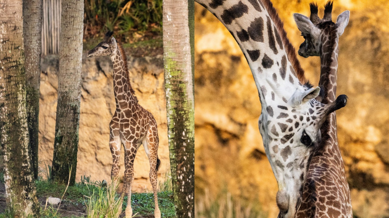 Giraffe calf makes debut at Disney’s Animal Kingdom, highlighting ...