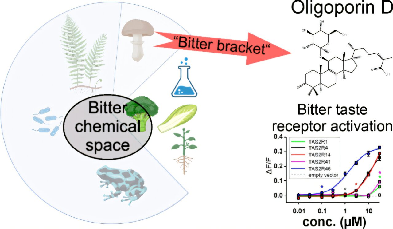 Mushroom study identifies most bitter substance known to date