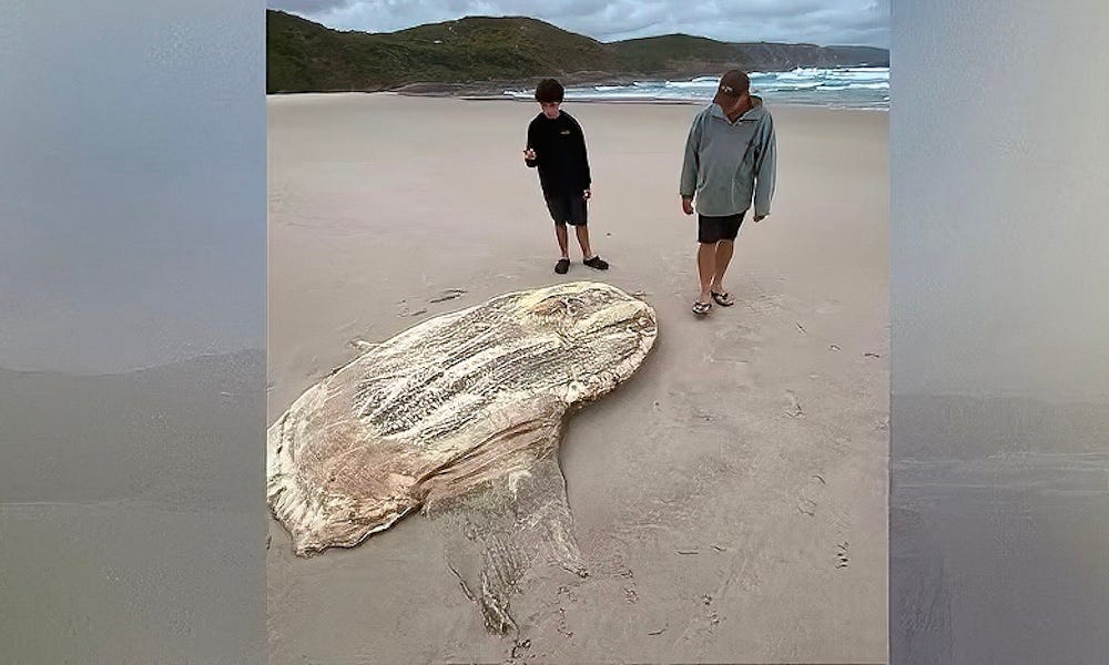 Giant sunfish discovery on Australian beach described as ‘bizarre and ...