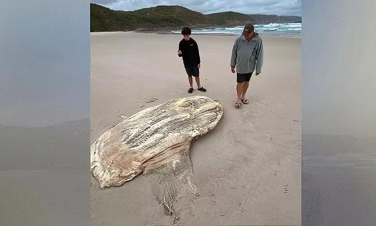 Giant sunfish discovery on Australian beach described as ‘bizarre and ...