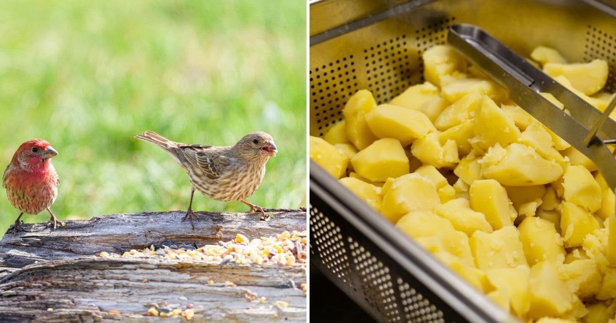 Wildlife Experts Urge People To Add Potatoes to Their Bird Feeders for ...