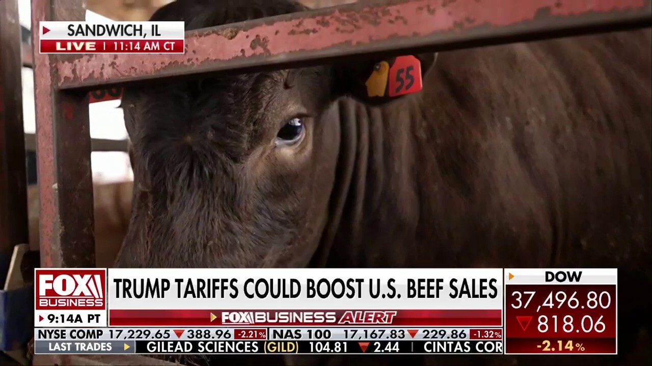 America's cattle ranchers cheer Trump's tariff plan