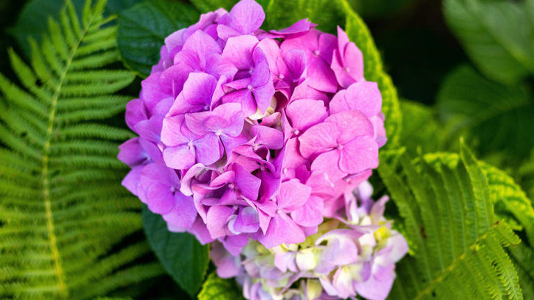 15 Flower And Plant Combinations To Create A Dynamic Container Garden