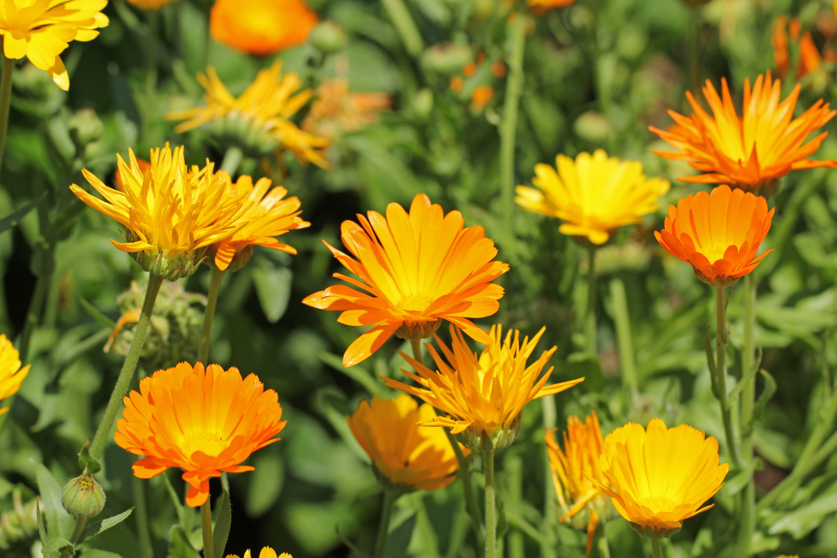 How To Grow Calendula