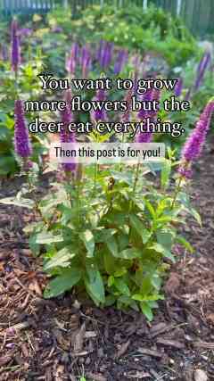 Magic Show Purple Illusion Speedwell: Deer-Resistant, Easy to Grow, and ...