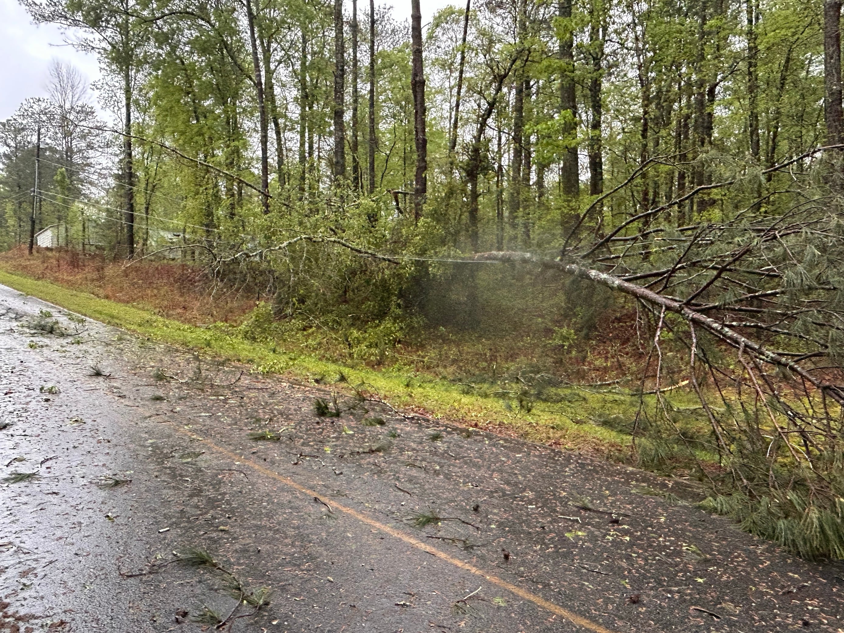 Strong winds cause significant tree damage in Spalding, Henry counties ...