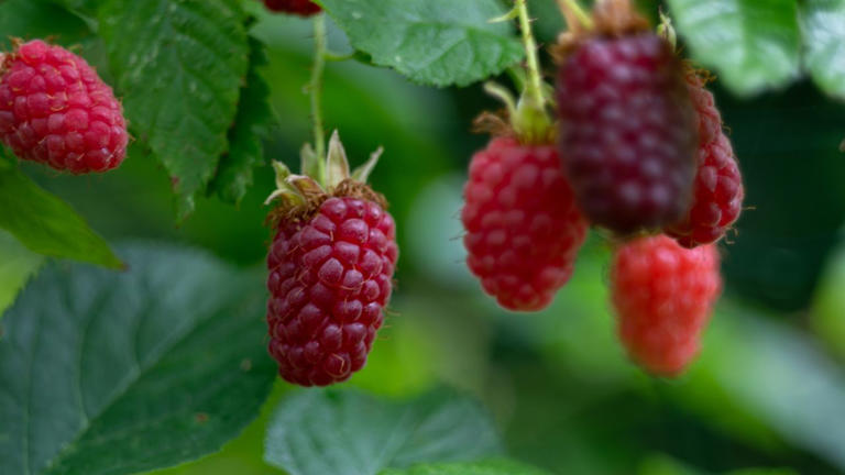 What Do Hummingbirds Eat? A Quick and Easy Guide To Feeding Hummers