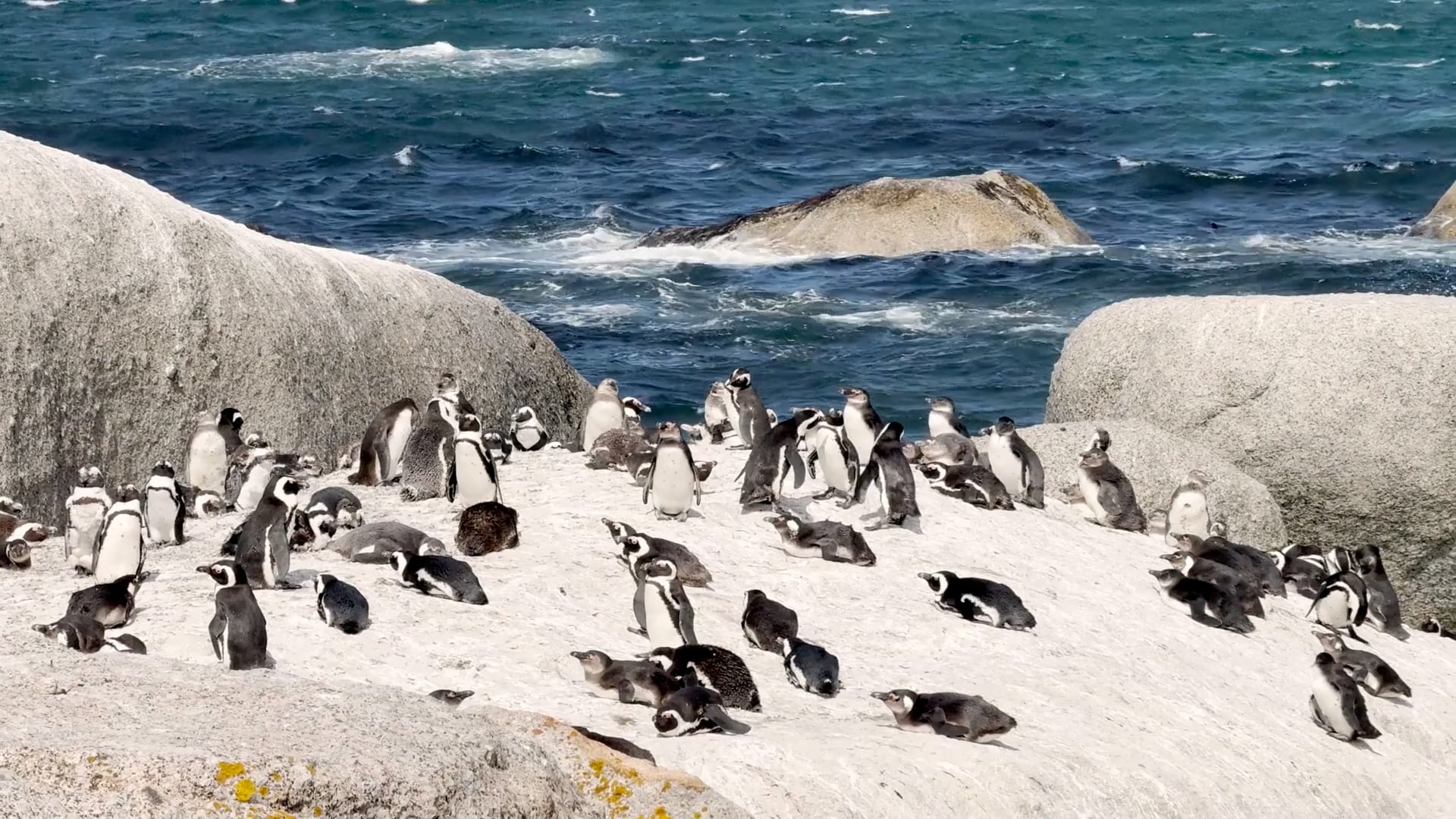 Penguin Paradise: สำรวจเสน่ห์ของ Boulders Beach