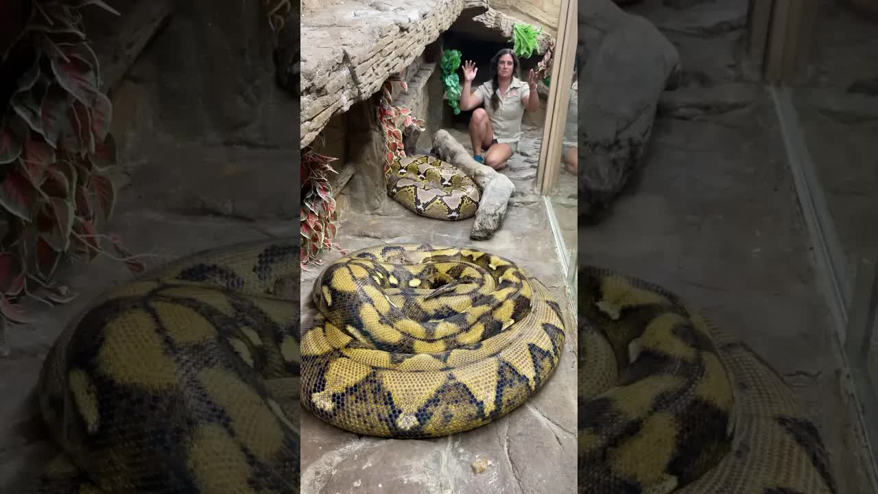 My Two GIANT Snake pets??