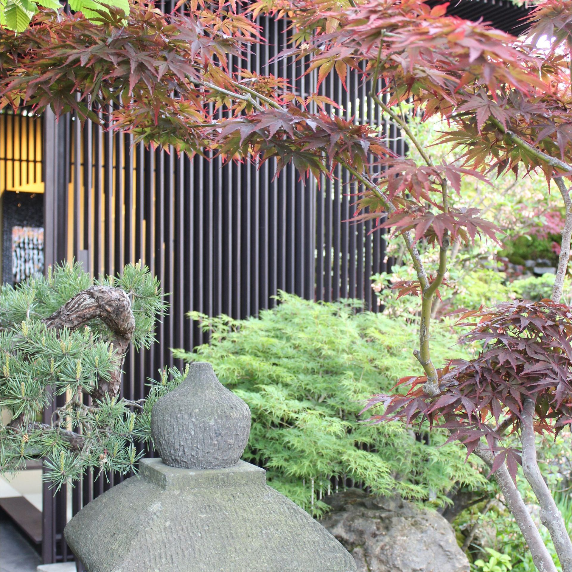 The 5 best plants for a Japanese garden – key trees and flowers to help ...