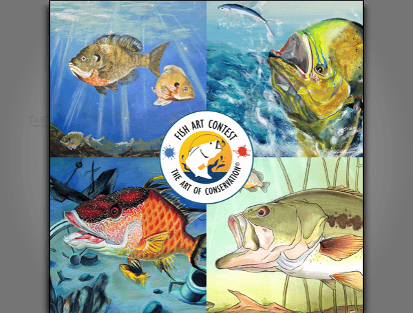 FWC Announces Winners Of The Florida State Fish Art Contest