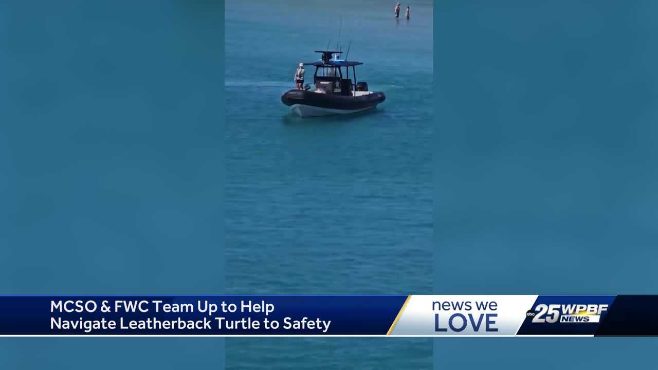 Authorities rescue leatherback turtle in Jupiter waterway