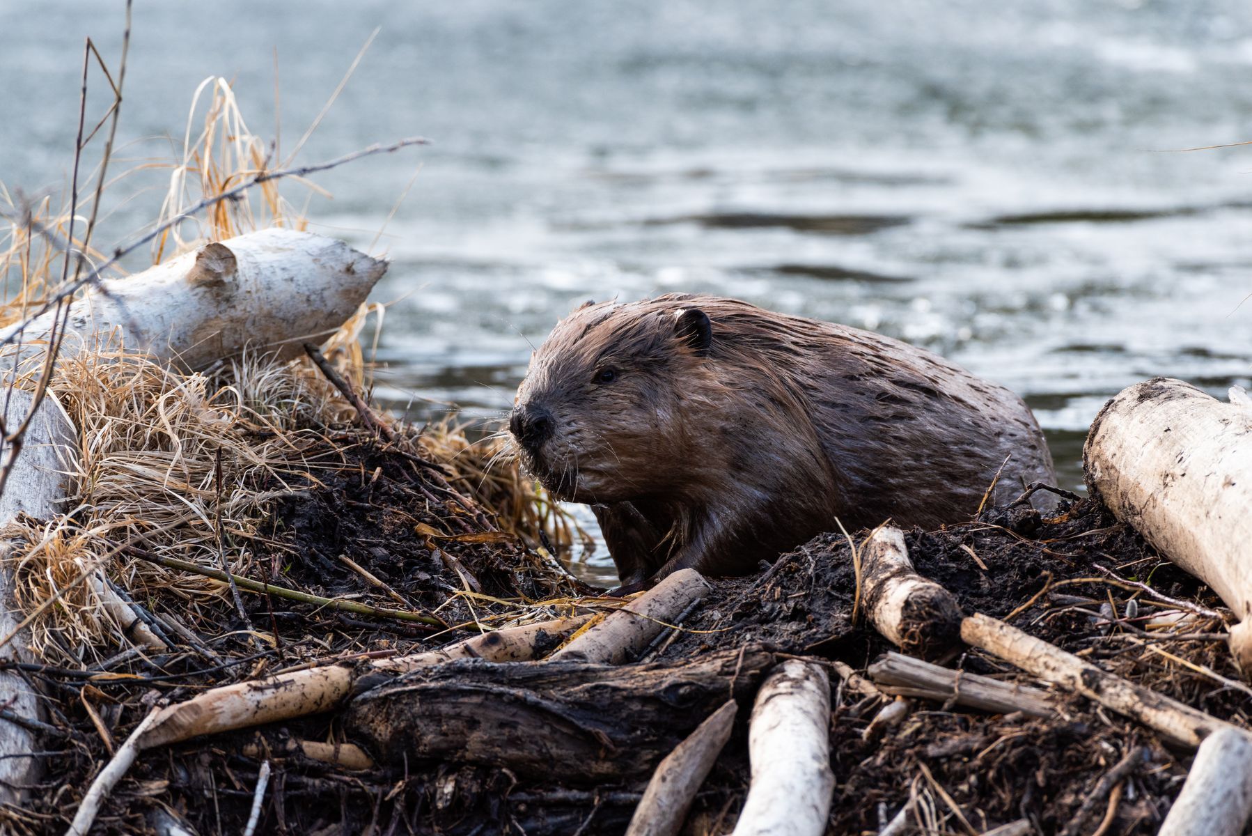 International Beaver Day: Animal Architects and their Incredible Homes
