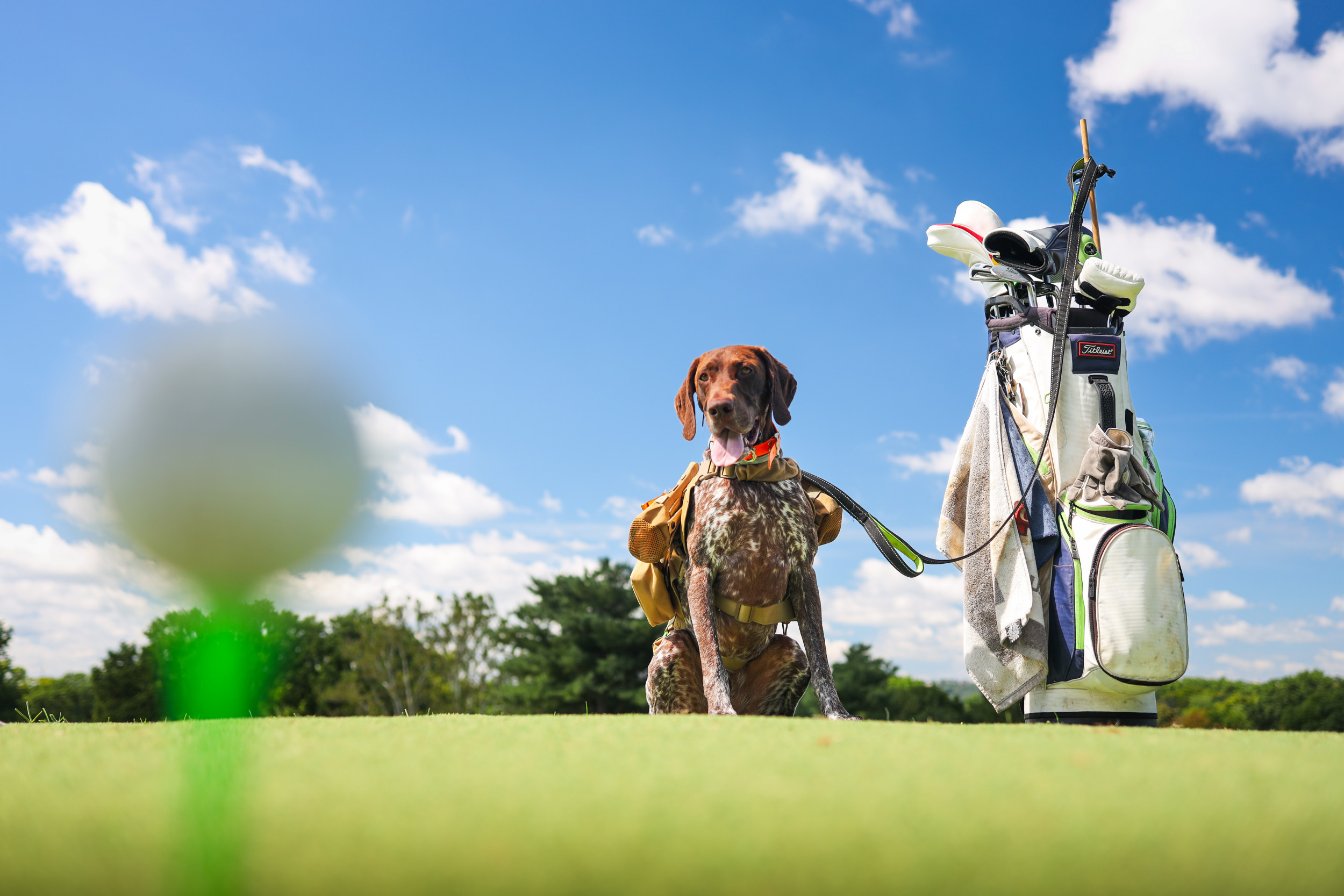 Dog Visits Golf Course With Owner for First Time, Goes As Expected
