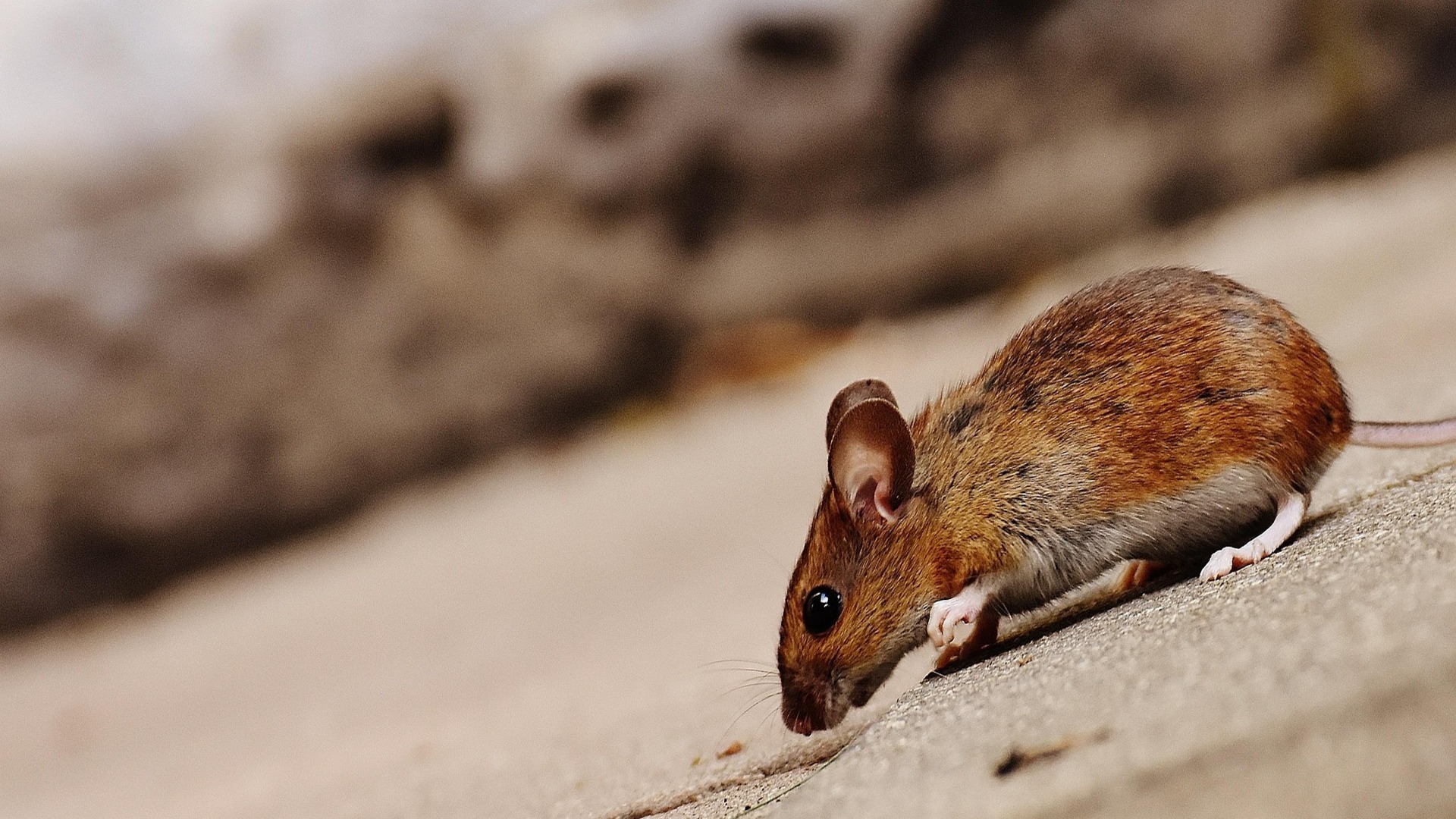 Shy mice surprise scientists by solving problems faster than fearless ones