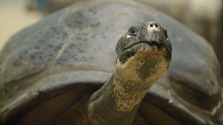 Critically endangered Galapagos tortoises become first time parents at ...