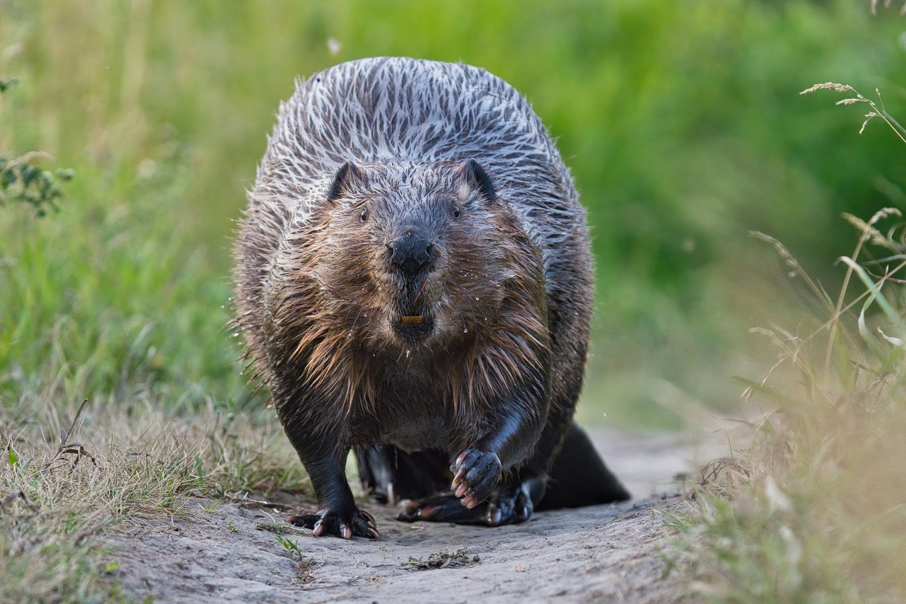 International Beaver Day: Raising Awareness About Beavers and Other ...