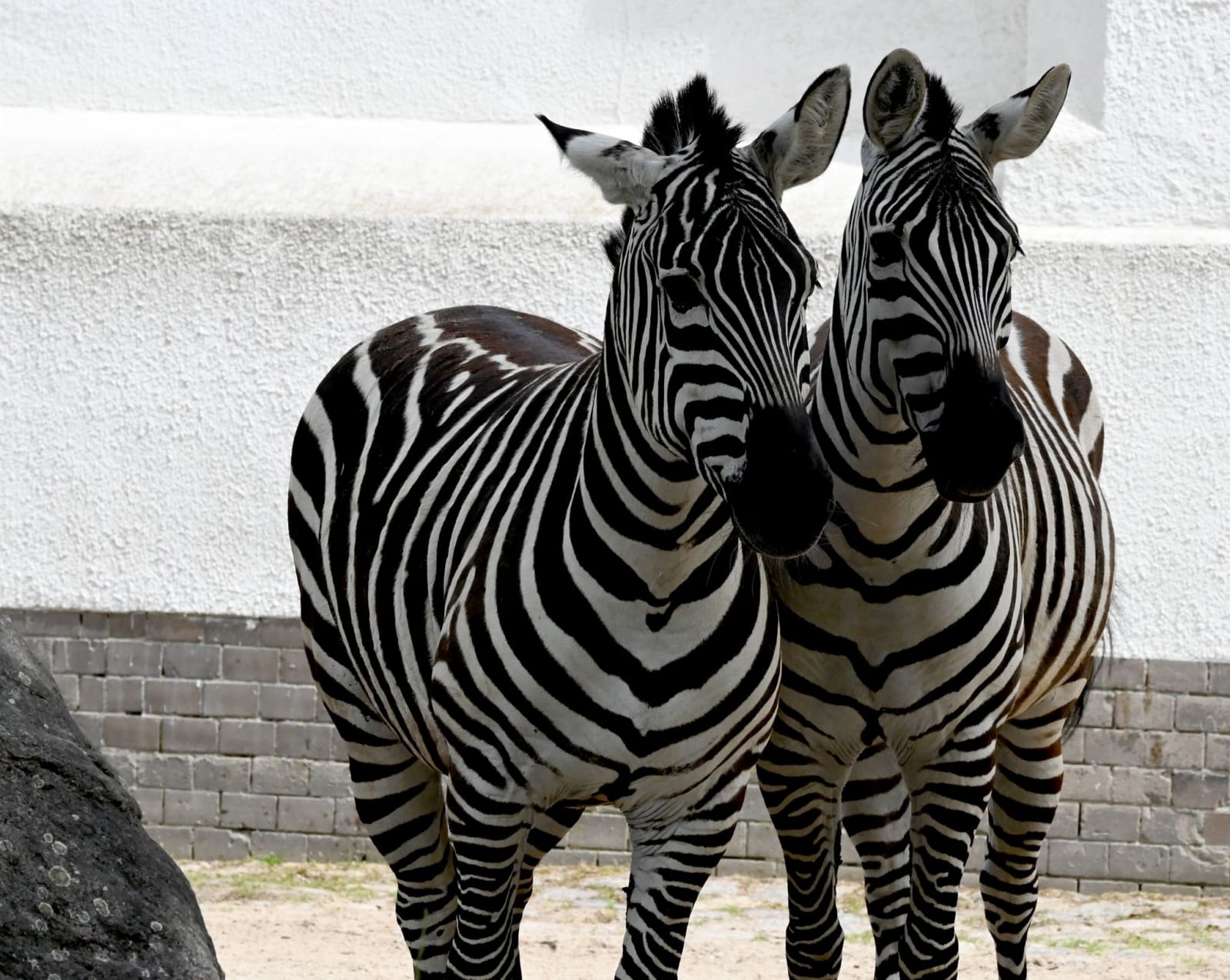 Van carrying zebras and monkeys turned back at German-Dutch border