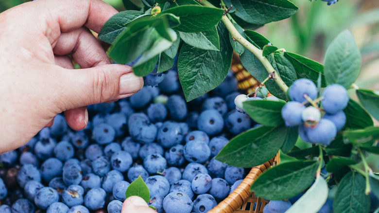 Plants You Should Never Plant Anywhere Near Your Blueberries