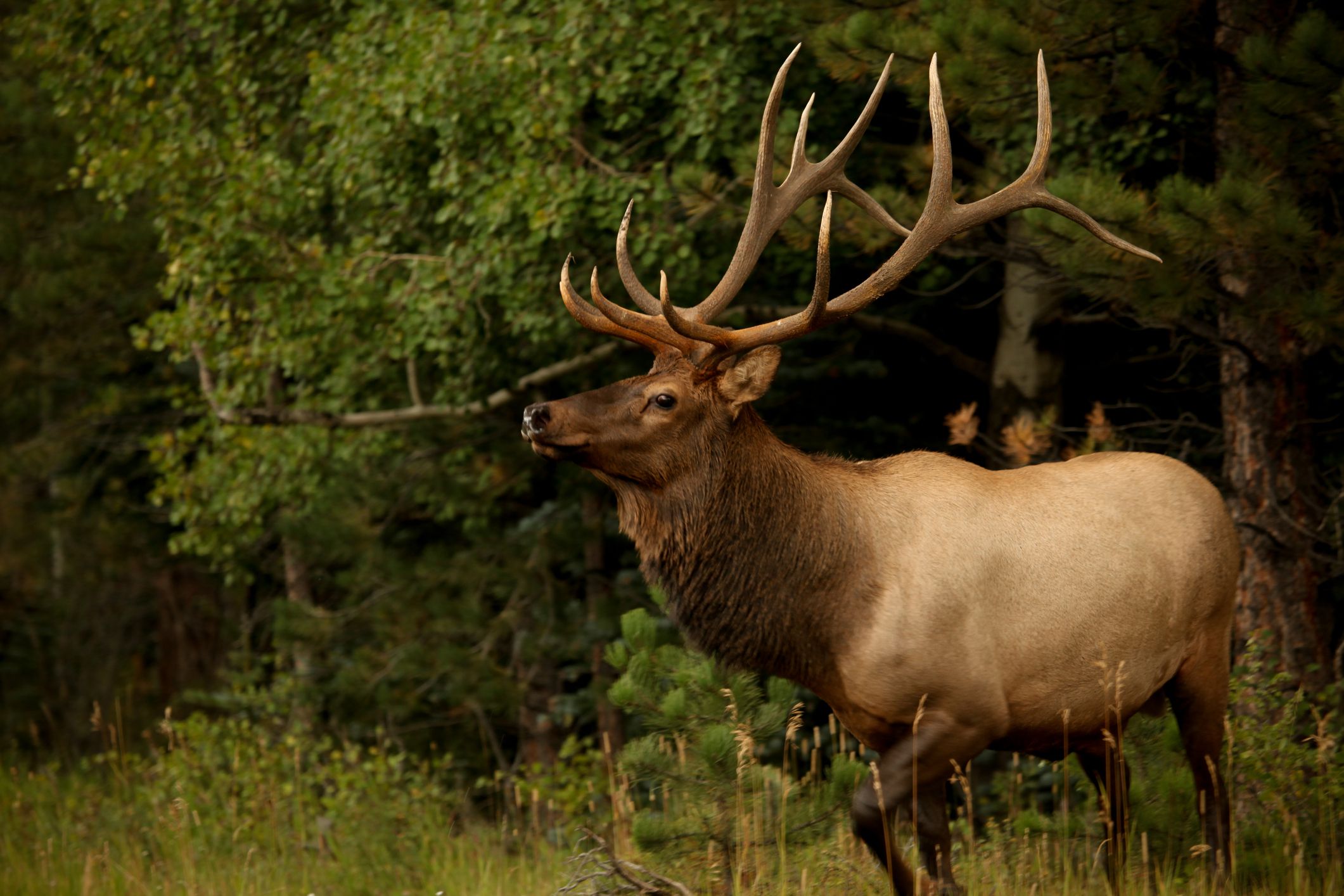 In Photos: Canada's Iconic Big Five Animals
