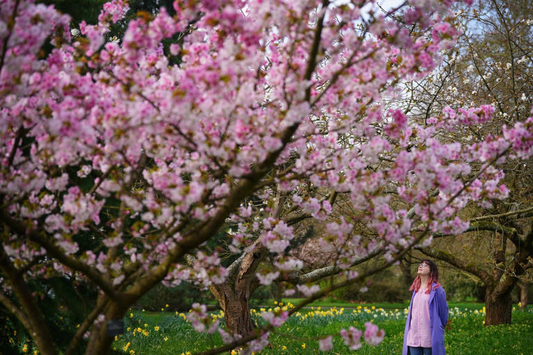 The best places to see cherry blossom in London: from Kensington to Kew